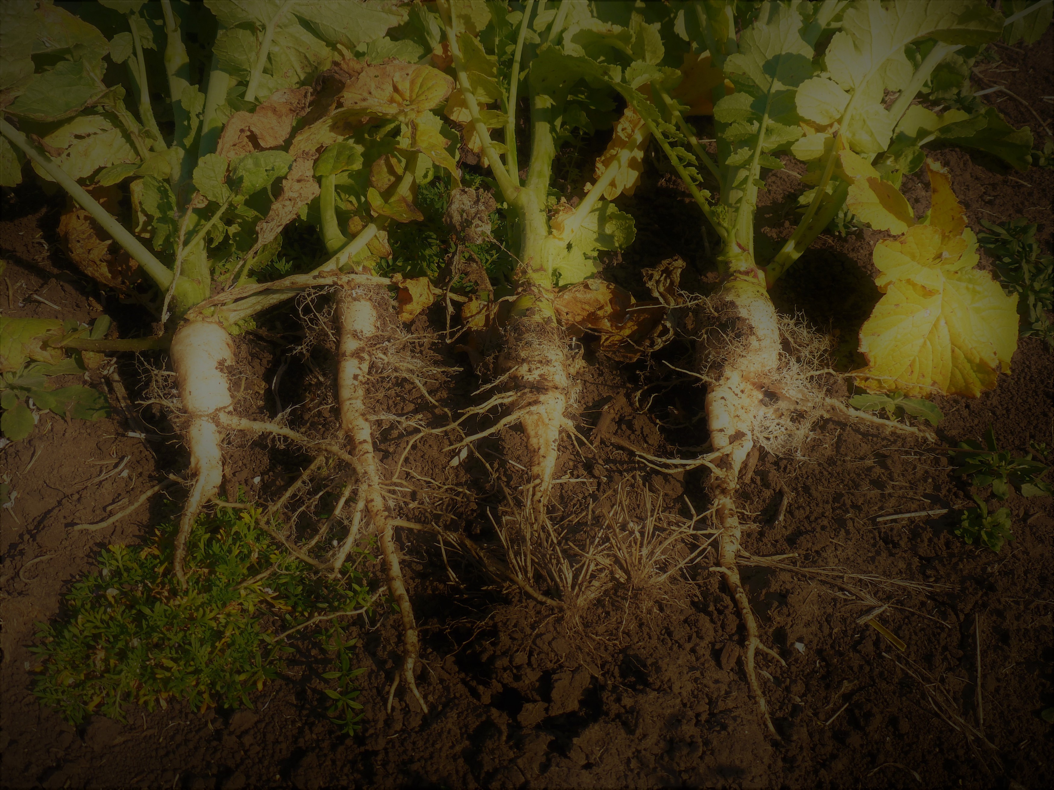 Ombues de Lavalle – Uruguay – PLANTA FADISOL cultivos de servicios ...